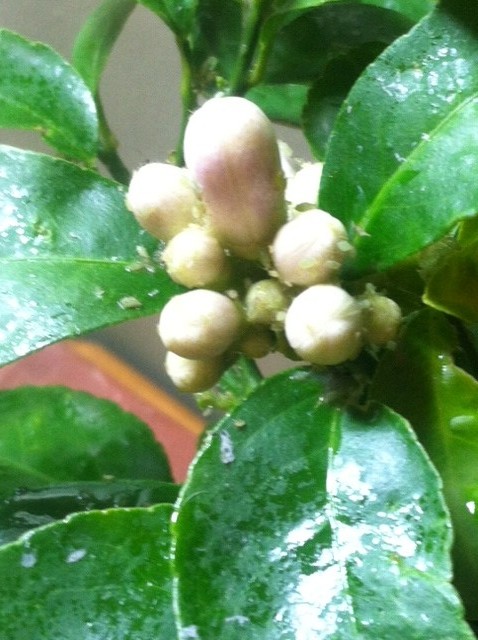 flowers falling; aphids and gnats persisting