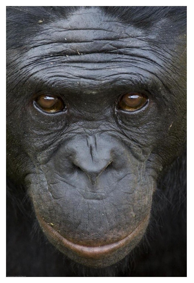 "Bonobo portrait, native to Africa" Paper Print by San Diego Zoo, 14 ...