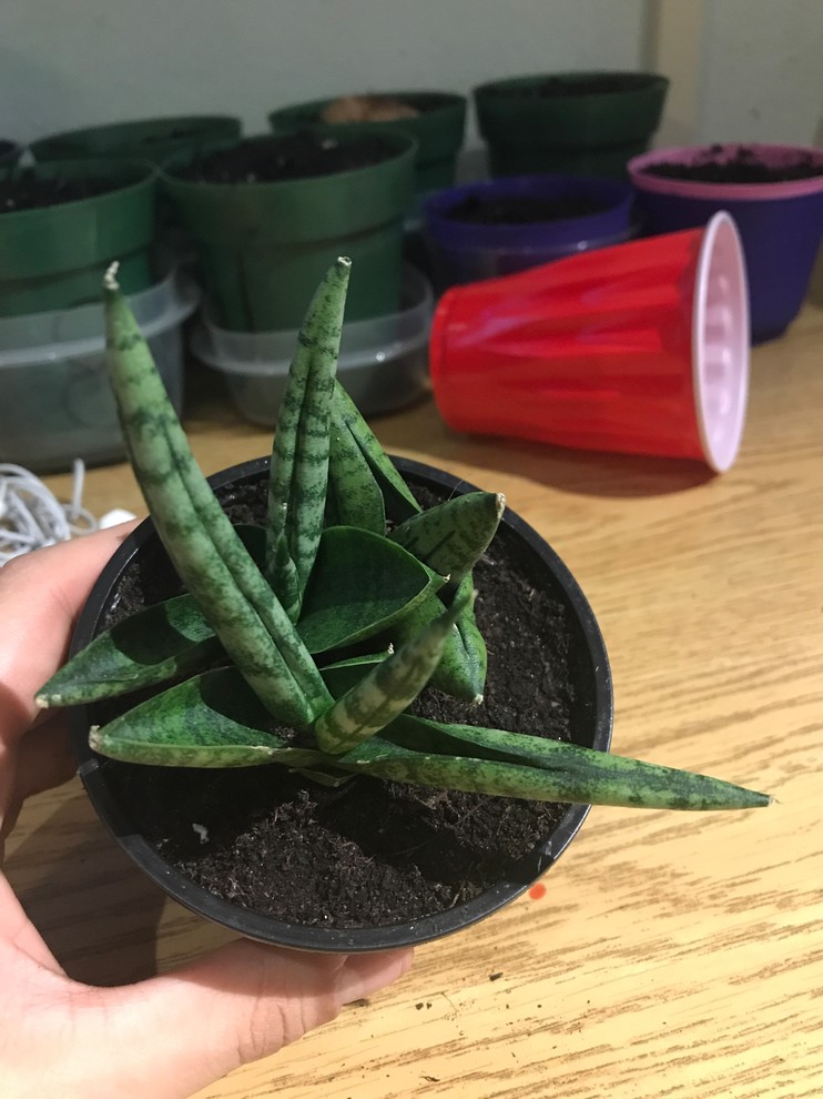 Mini Snake Plant ID