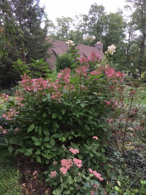 Are hydrangeas grafted??
