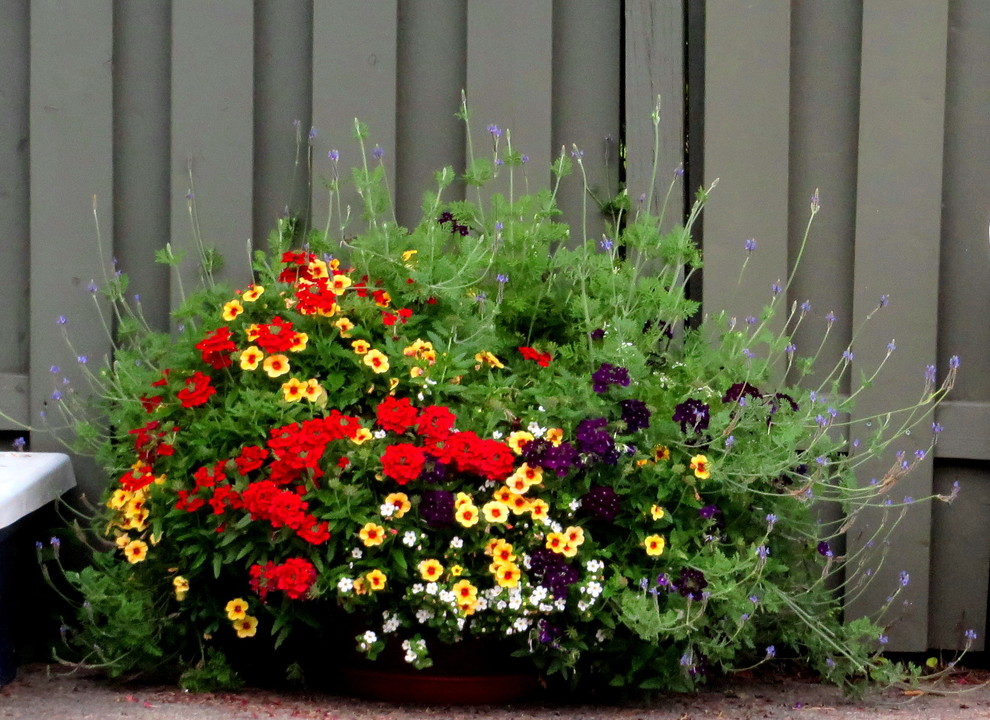 How to Plant a Beautiful, Thriving Window Box Garden