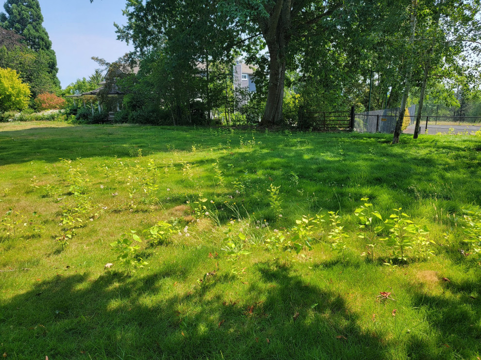 Poplar saplings in lawn, can't pull them up!