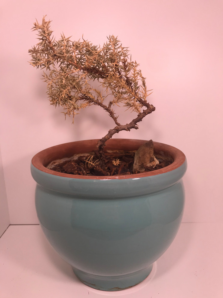 I was wandering what is the exact kind of Bonzi tree I have?