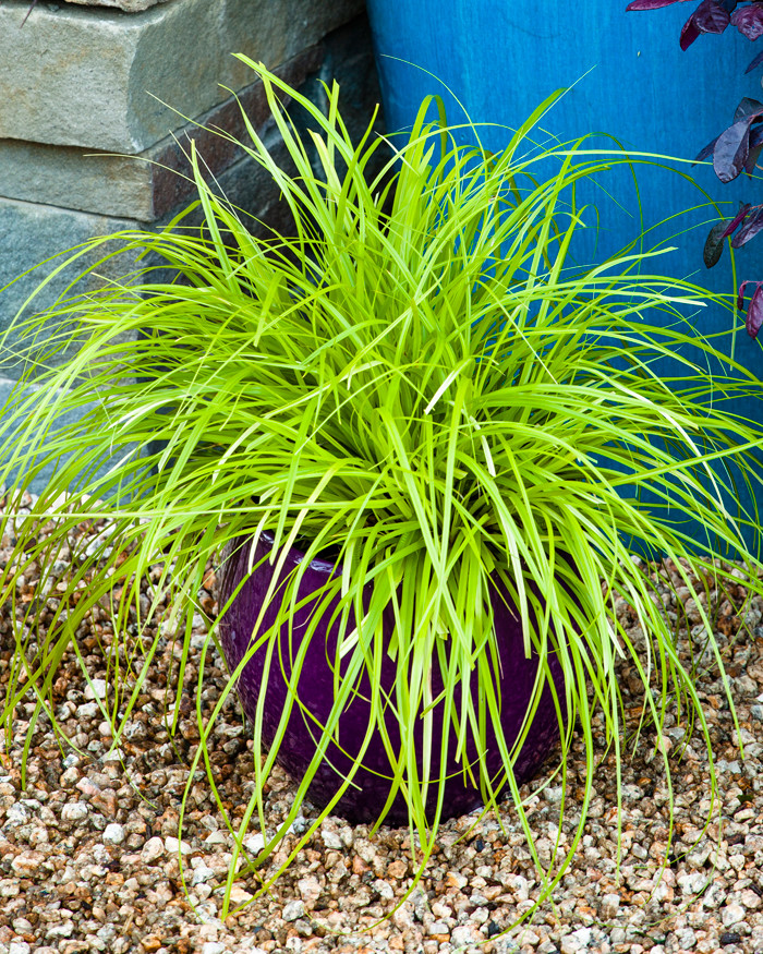 ‘Everillo’ Carex Carex oshimensis 'Everillo' PP21002 - Miami - by ...