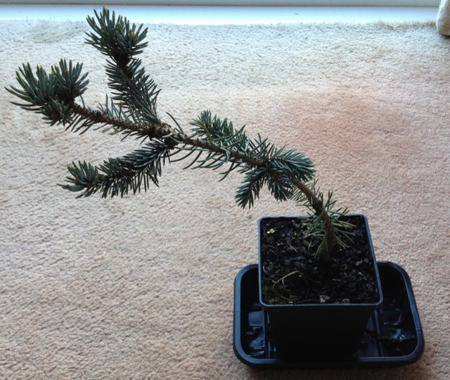 How To Grow Grafted Picea Pungens Hoopsii