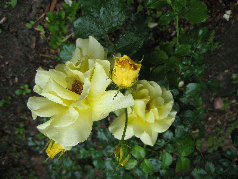 My "Sun Flare" rose bush is finally blooming.