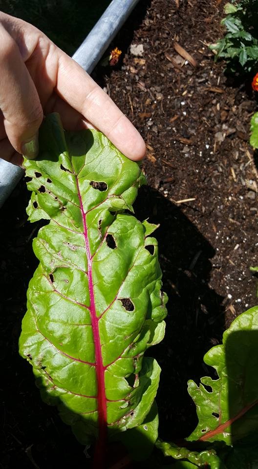 Holes in Swiss Chard leaves. Insects or ? | Houzz Forum