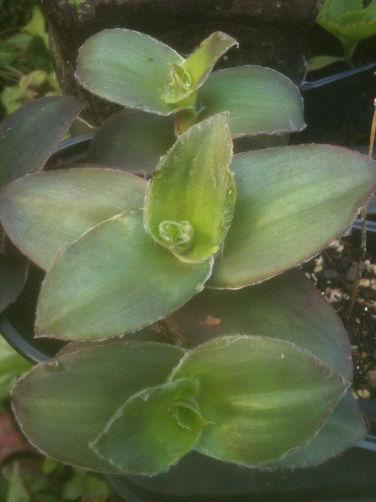 Will this stay compact or is it a trailing plant?