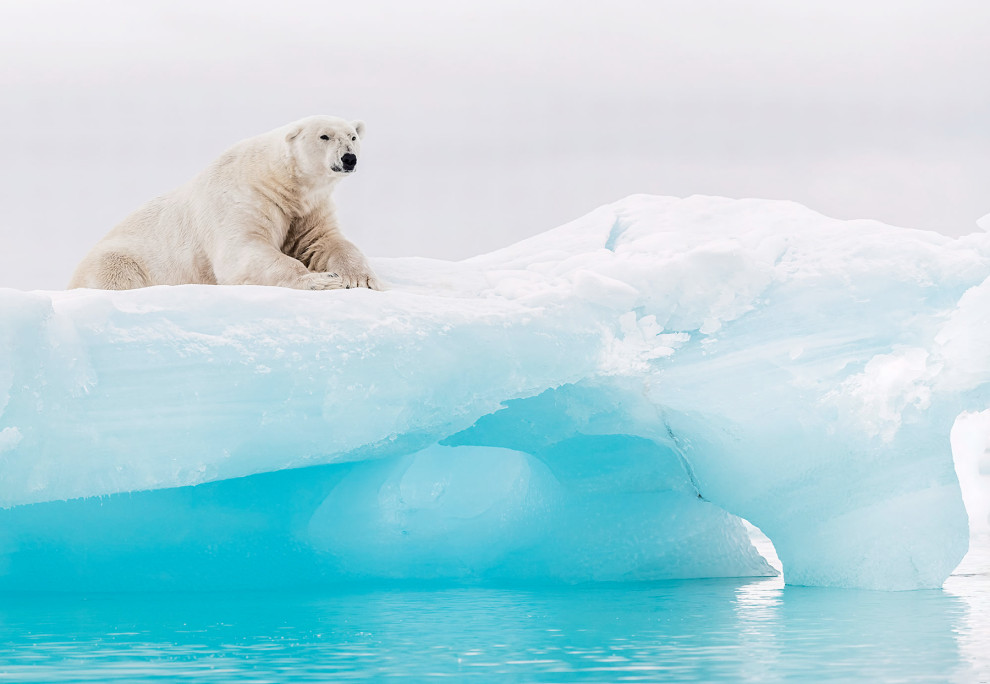 Arctic Polar Bear Wall Mural - Contemporary - Wallpaper - by Brewster ...