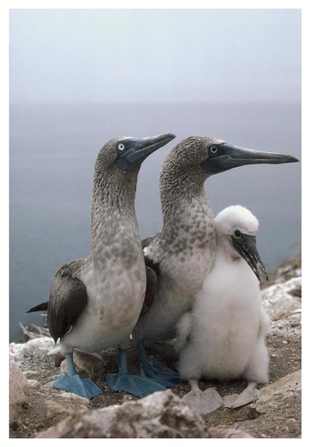 Blue-Footed Booby Pair With Chick, Galapagos Islands, Ecuador-Paper Art ...