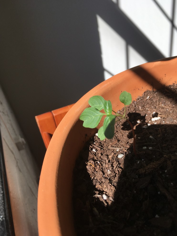 Help! Is this a baby fiddle leaf fig or just a weed?