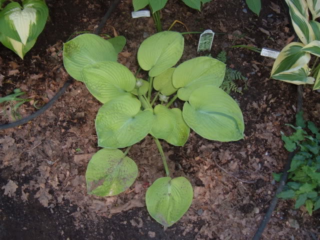 Petiole Rot?