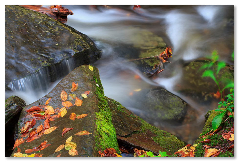 Bob Rouse 'Leaves On Rocks' Canvas Art - Rustic - Prints And Posters ...