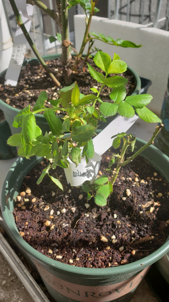 help needed, what's wrong with my rose?