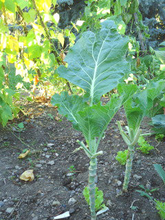 Beira Tronchuda Cabbage Fall Garden Fair Vegetables | UC Agriculture