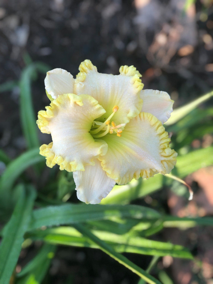 Frost, freeze and goodbye to blooms | Houzz Forum