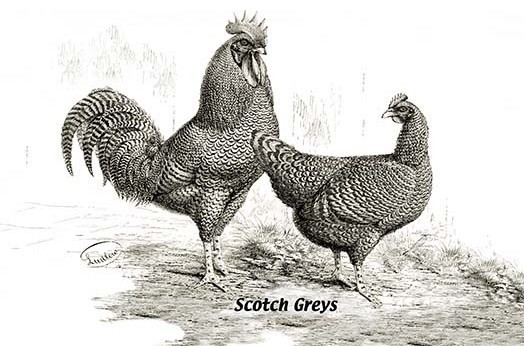 Scotch Greys, 20" x 30" - Traditional - Prints And Posters - by ...