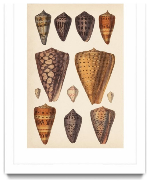 Giant Art 24x36 Antique Cone Shells I Matted and Framed in White ...