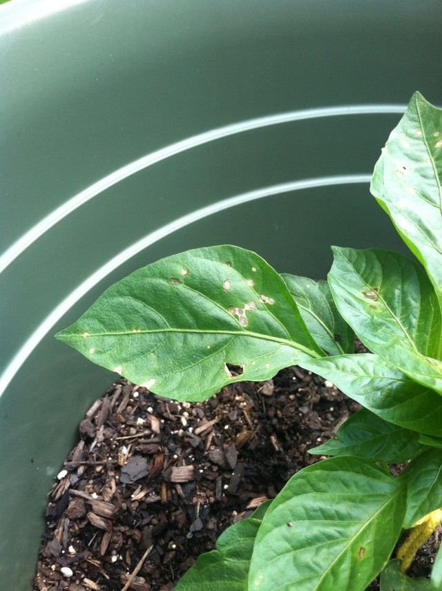 Spots on bell pepper leaves
