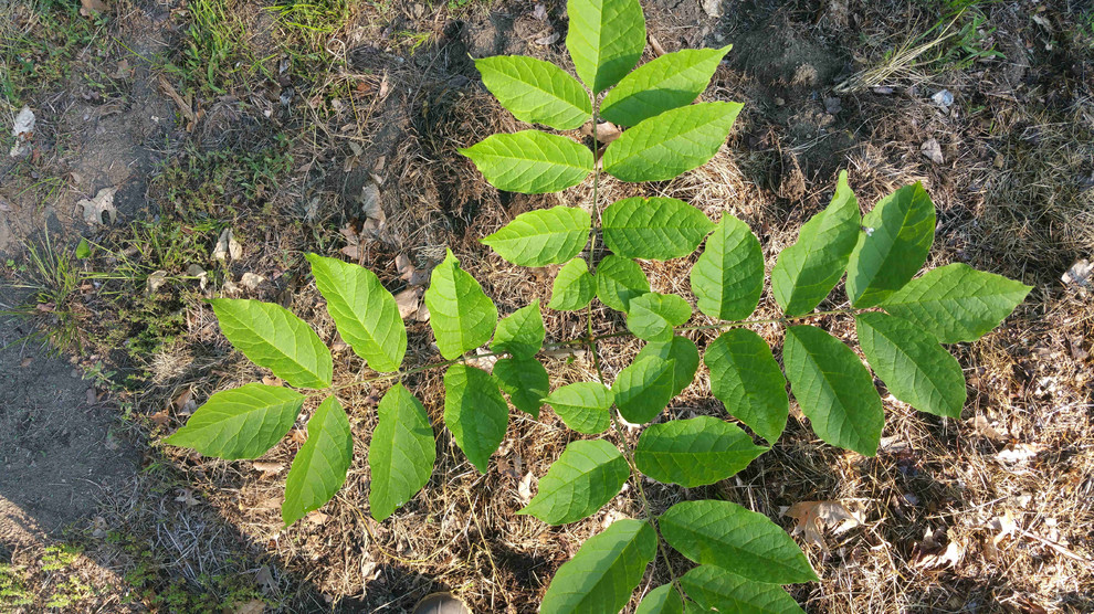 Ash tree identification
