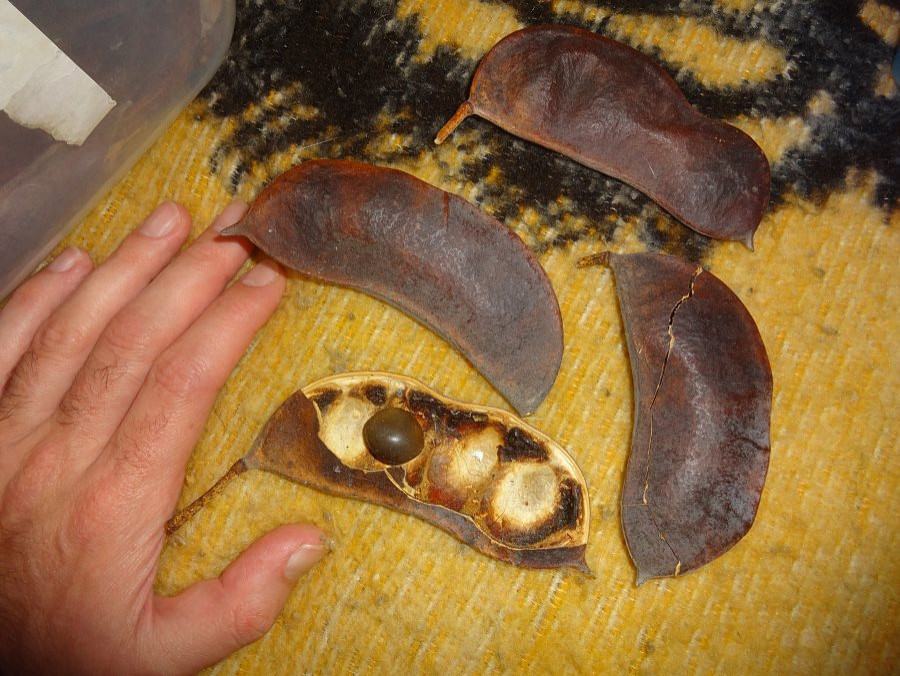 Very large beans (now with photo)