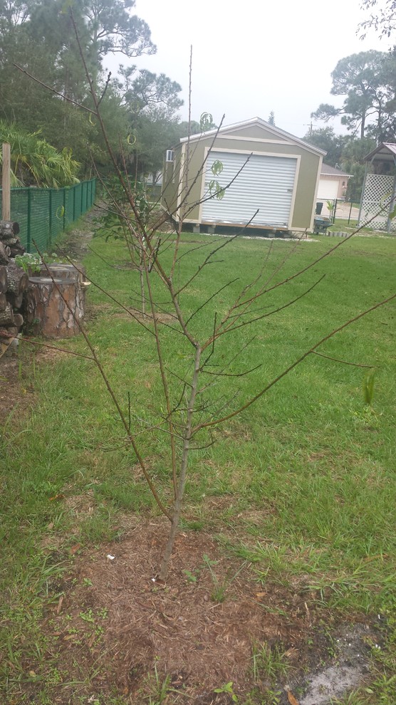 Dead peach tree?
