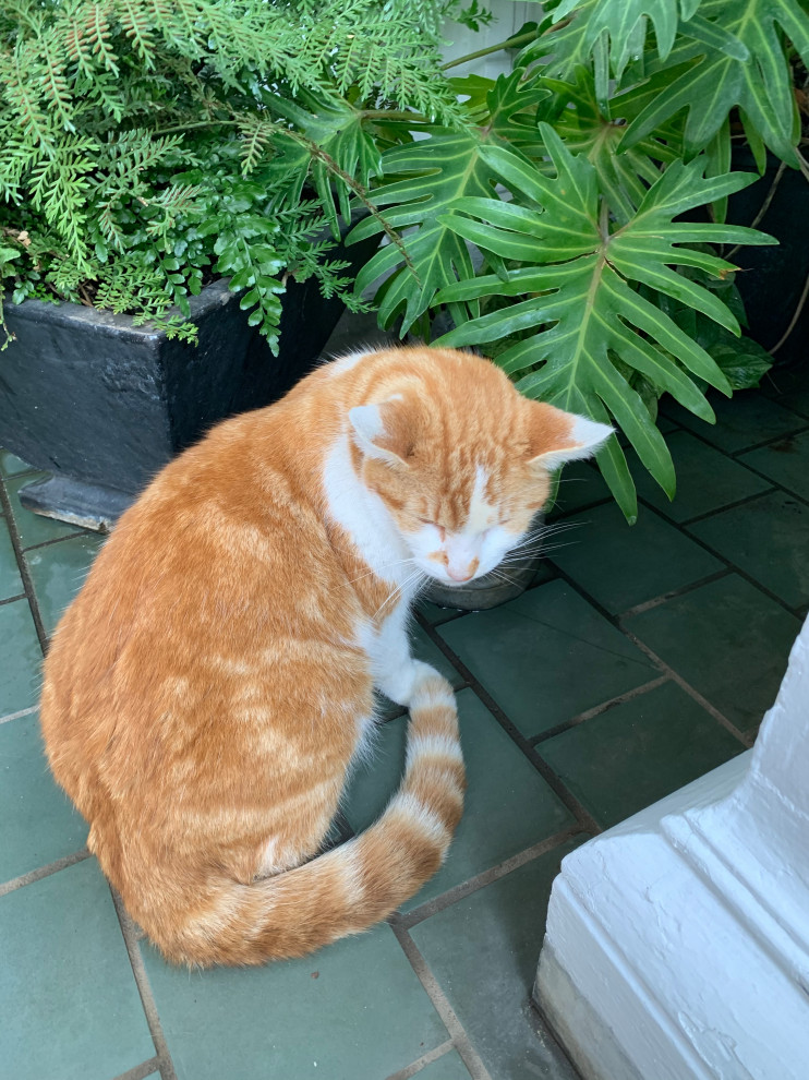 For Percy the cat fans