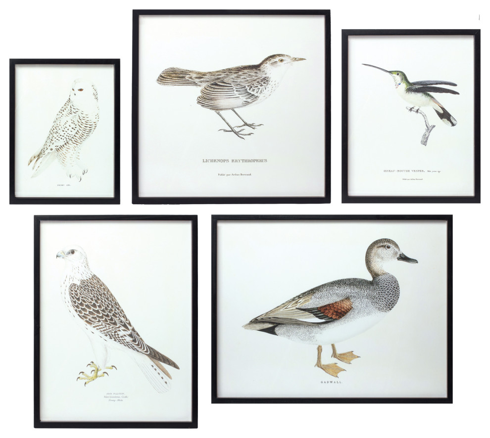 Framed Bird Print, 5-Piece Set - Tropical - Prints And Posters - by ...