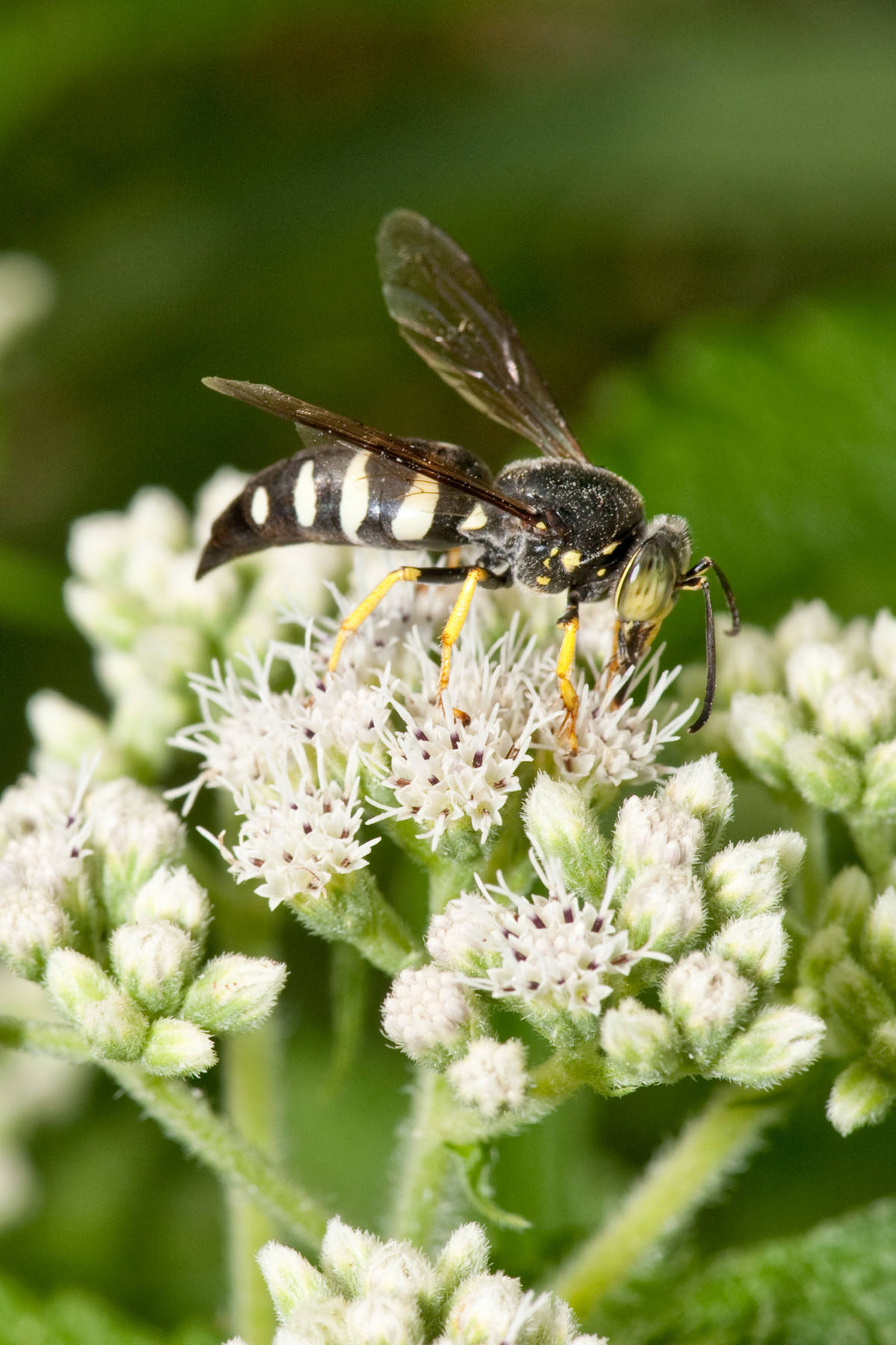 White Wasp