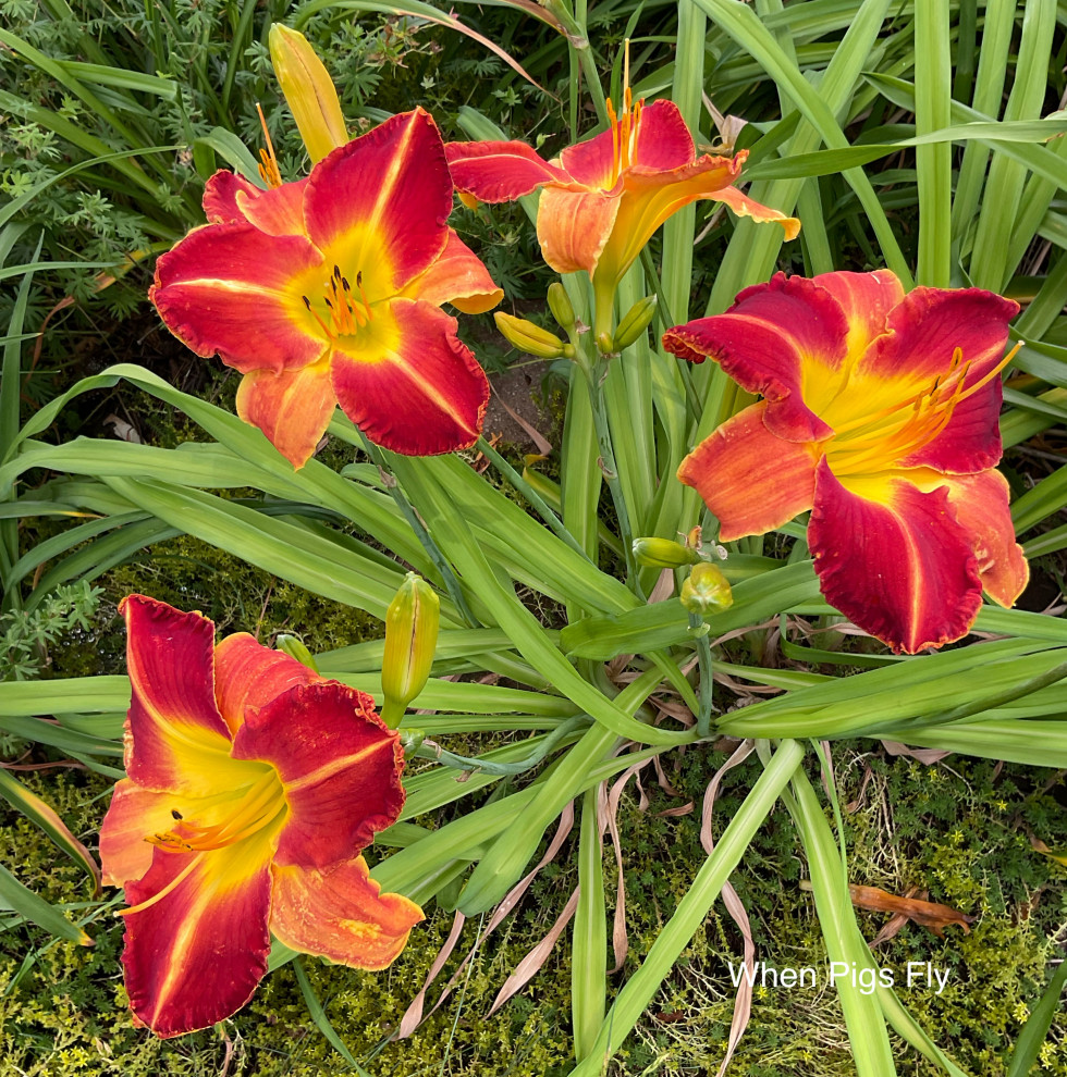 Favorite red daylilies | Houzz Forum