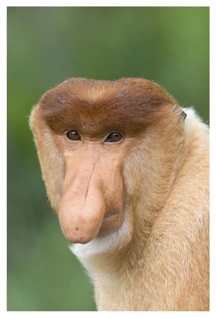 "Proboscis Monkey male, Sabah, Malaysia" Paper Print by Suzi Eszterhas ...