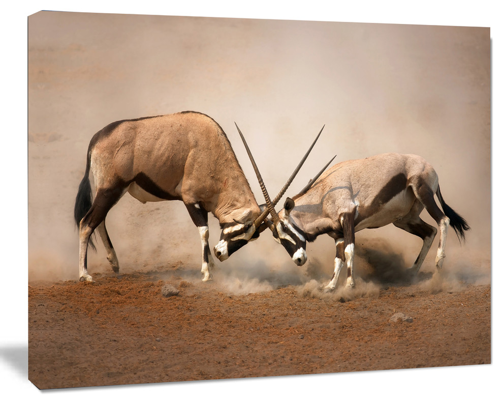Gemsbok Antelopes Fighting, African Wall Art Print, 40"x30 ...