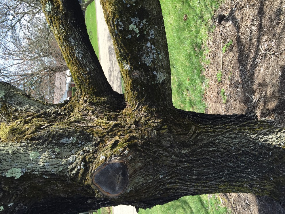 Need help identifying a tree fungus