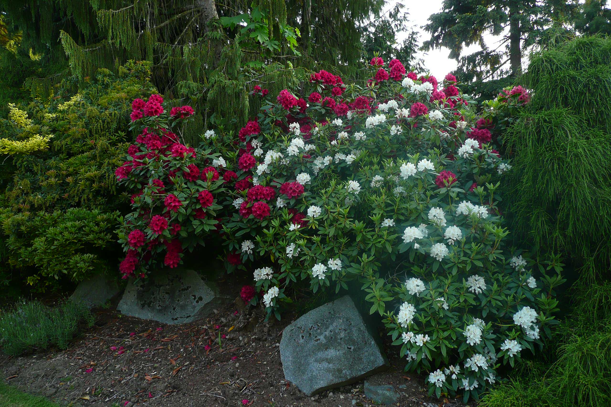 Arbustos Y árboles Amigables Para El Jardín Elegir árboles Para