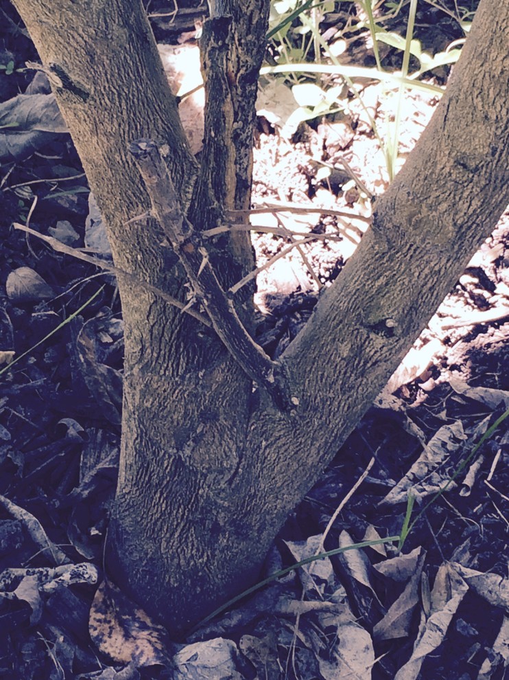 Pruning a low trunk fork and when