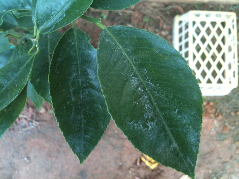 How To Treat Powdery Mildew On Lemon Tree - Infoupdate.org