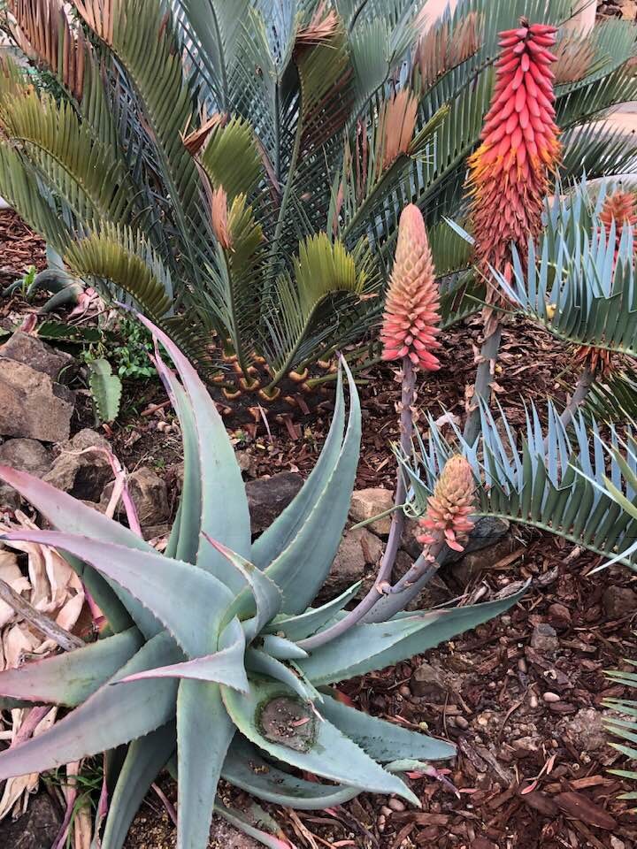 Adamantinely Attractive Arabian Aloe