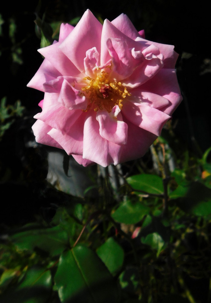 And then, there's the "Pink Cracker Rose"