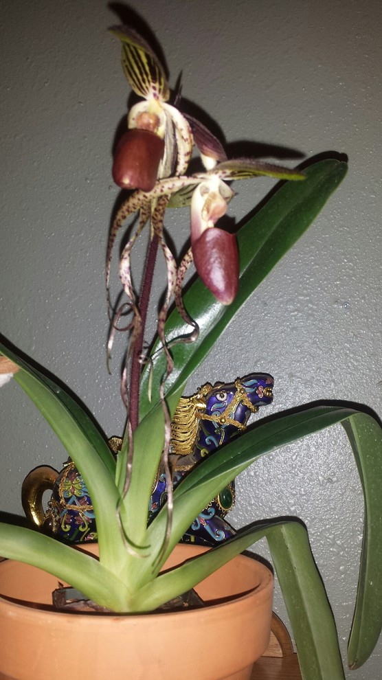 Chiu Hua Dancer and Paph Berenice