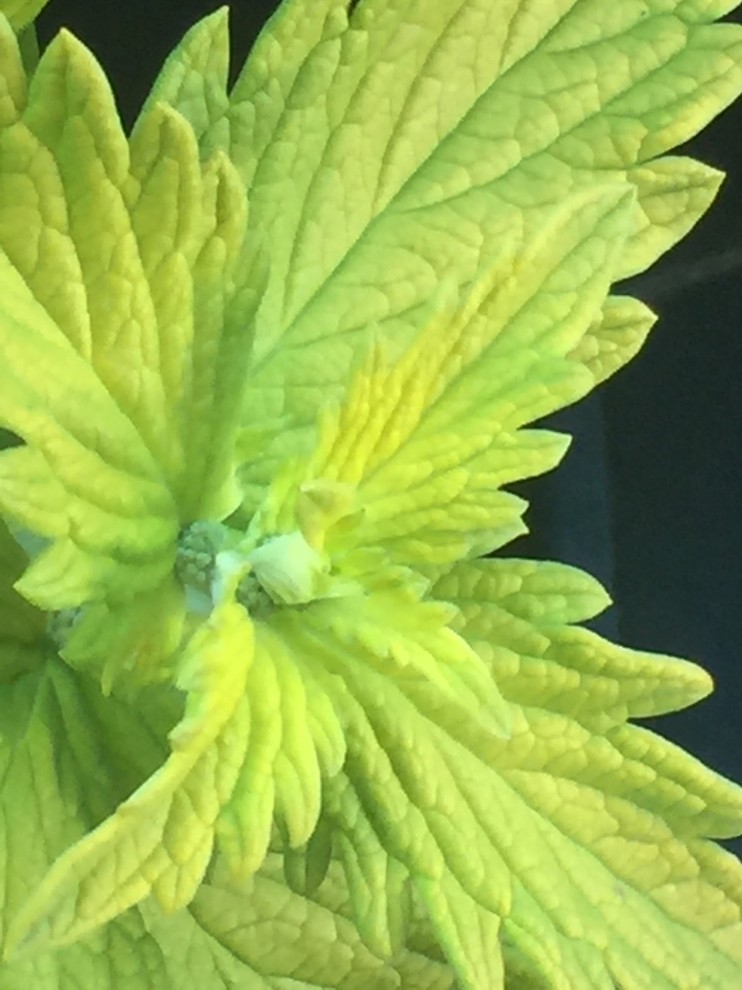 20 Ways to Create a Chartreuse Splash in the Landscape