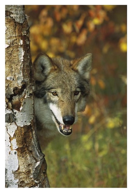 "Timber Wolf peering out from behind tree, Teton Valley" Paper Art, 14 ...