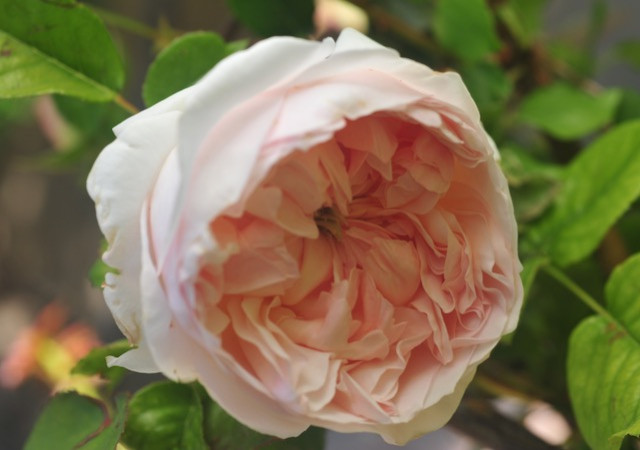 How has your 'Evelyn' done? | Houzz Forum