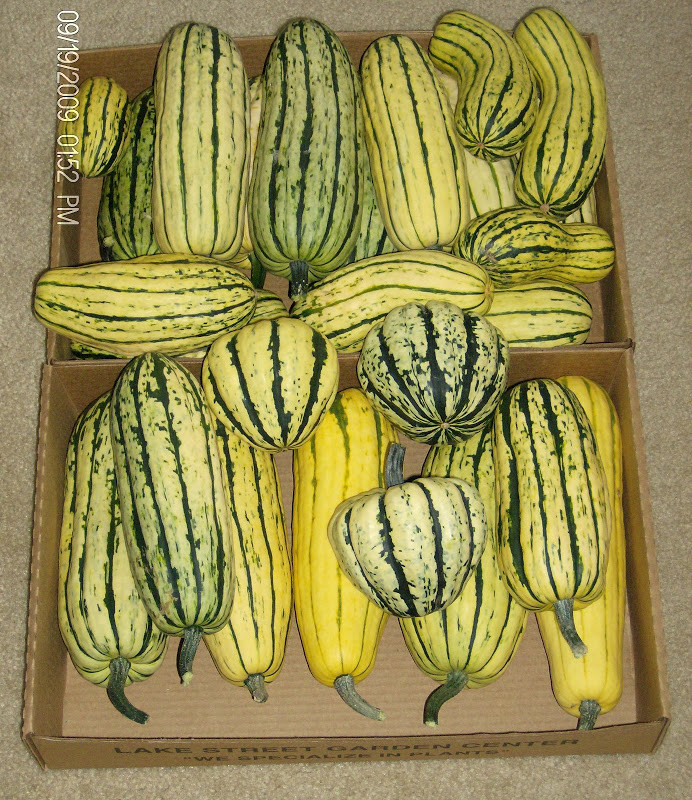 Delicata squash hybrid? | Houzz Forum