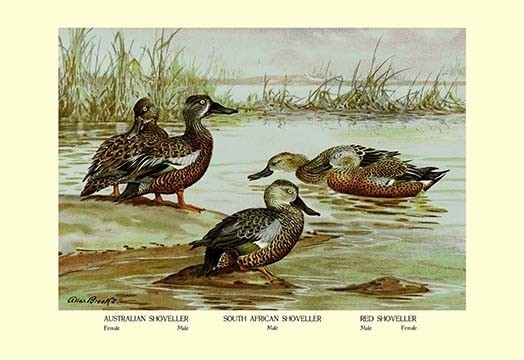 Three Types of Shoveller Ducks, 20" x 30" - Traditional - Prints And ...