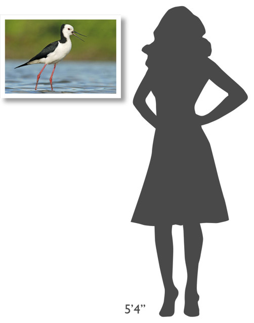 "Black-winged Stilt, Avon Heathcote Estuary, Christchurch" Paper Art ...