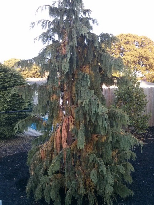 Help! Newly planted Alaskan Cedar Turning Brown