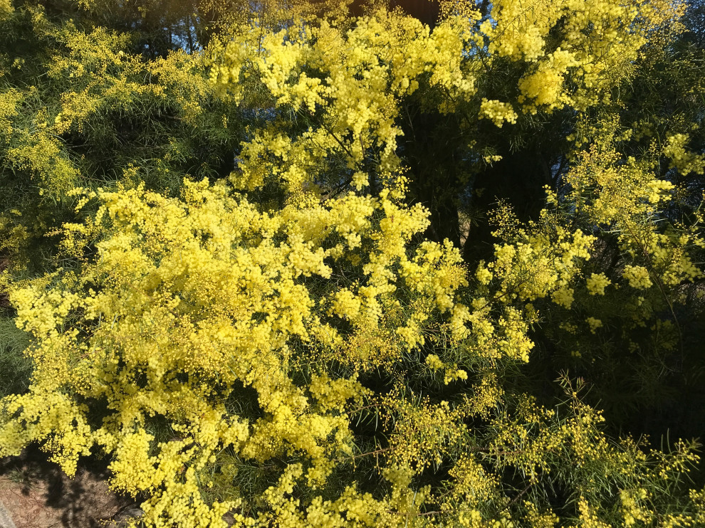 Golden Wattle tree blooming