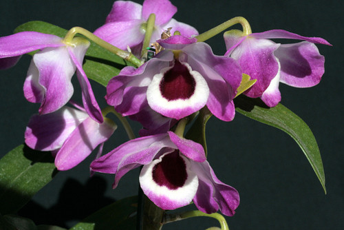 Dendrobium Snowflake 'Red Ace'