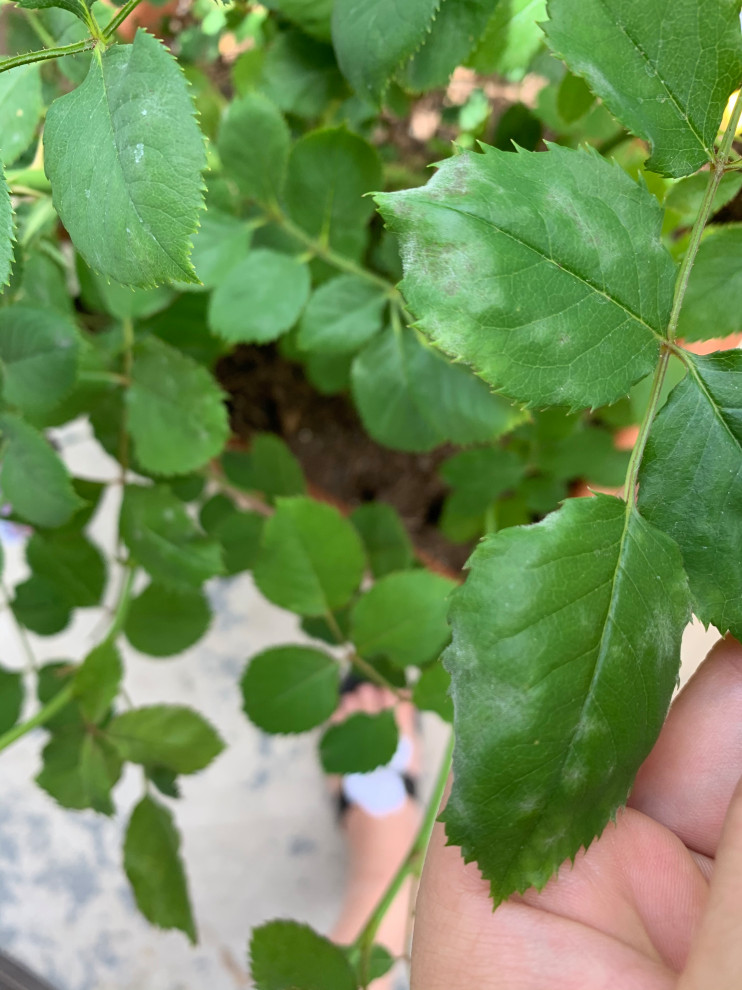 White patches on my rose leaves. Is she sick? | Houzz Forum