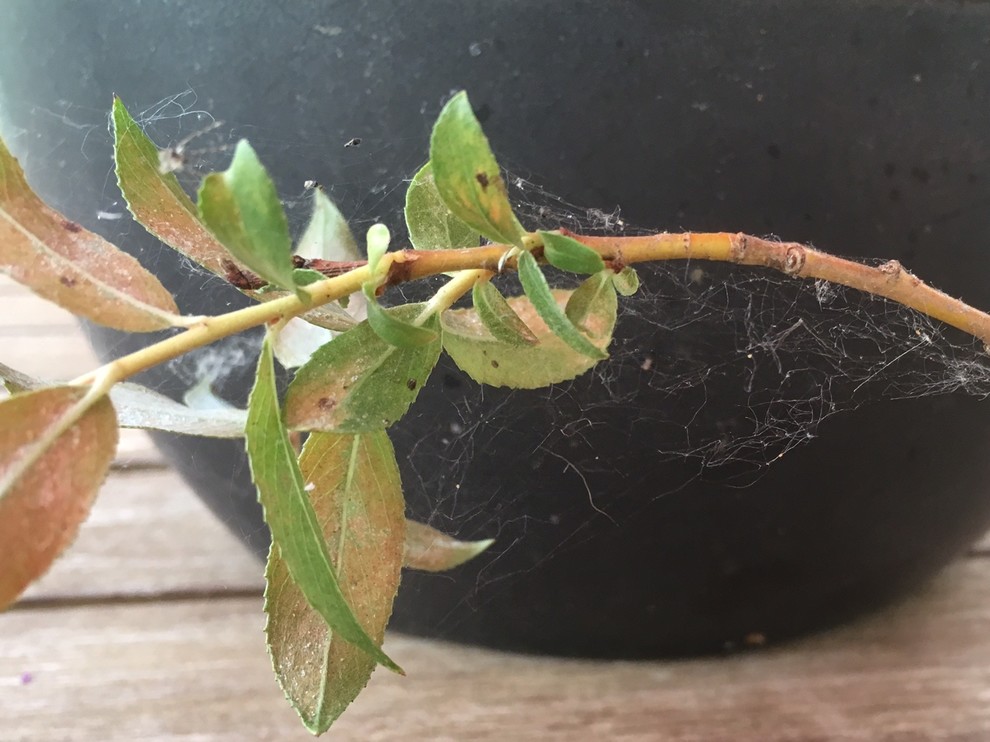 Willow shrubs, pest or disease? identify